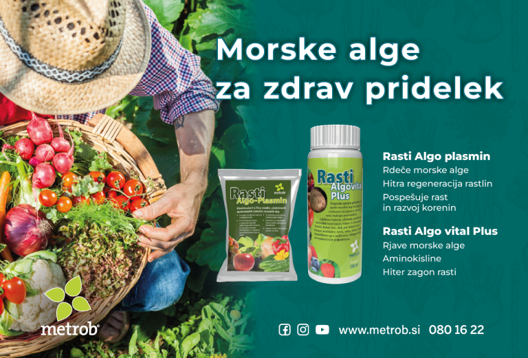 Morske alge krepijo rastline - Metrob - Metrob